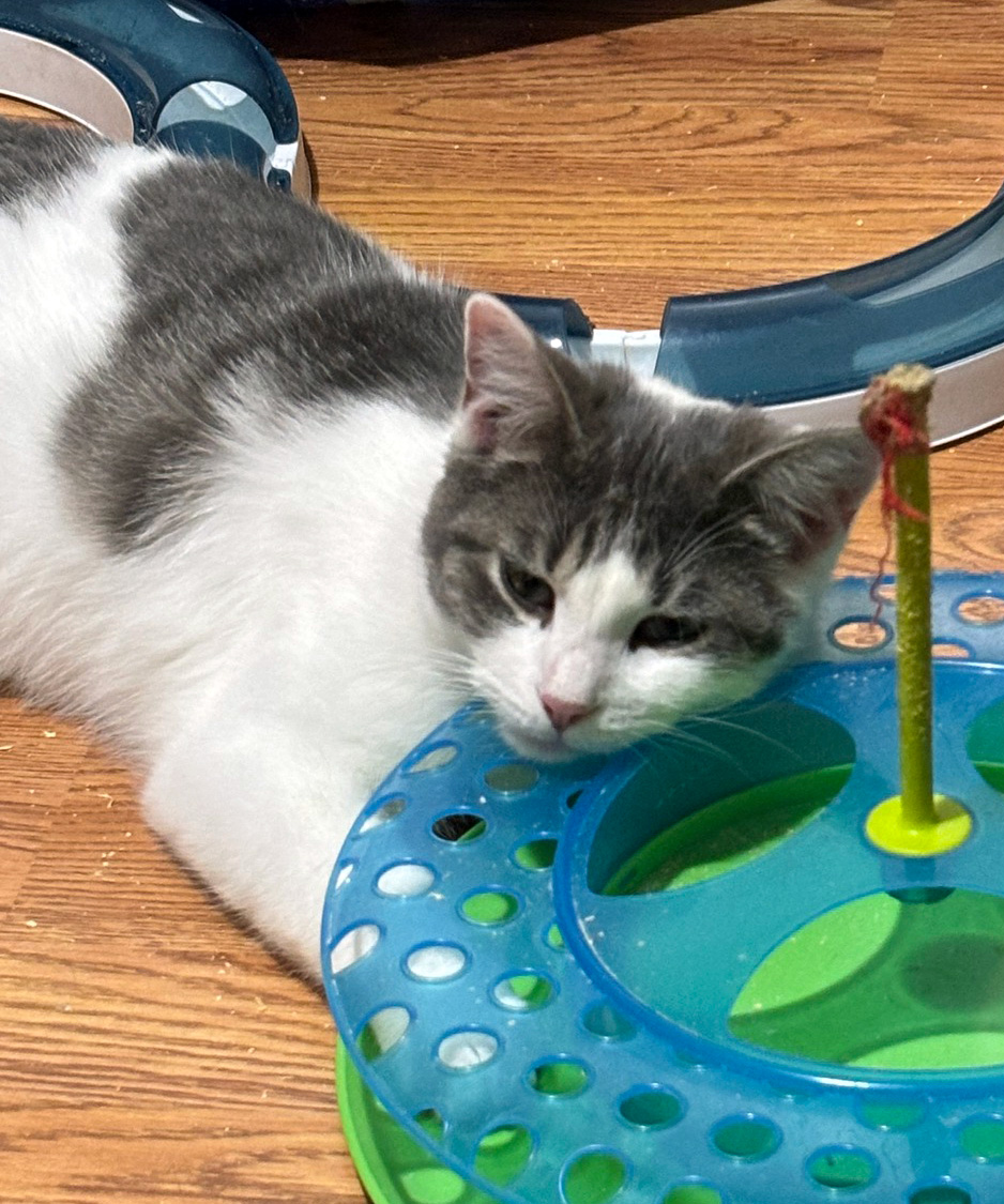 About this Cat: Grasshopper – a ‘Bug Group’ cat – The Feline Connection