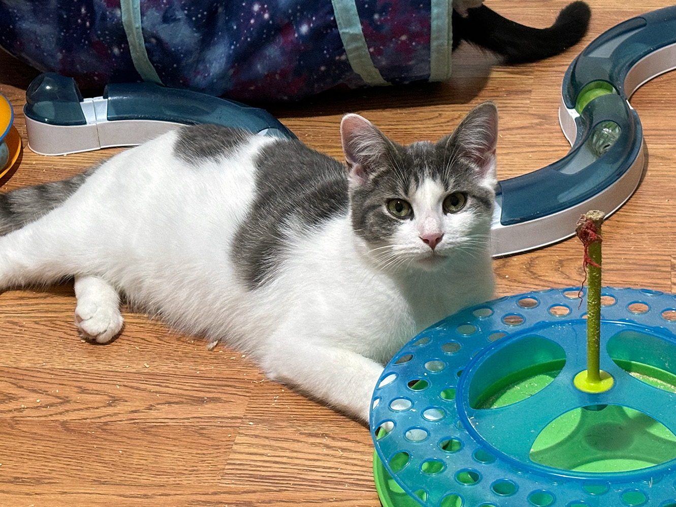 About this Cat: Grasshopper – a ‘Bug Group’ cat – The Feline Connection