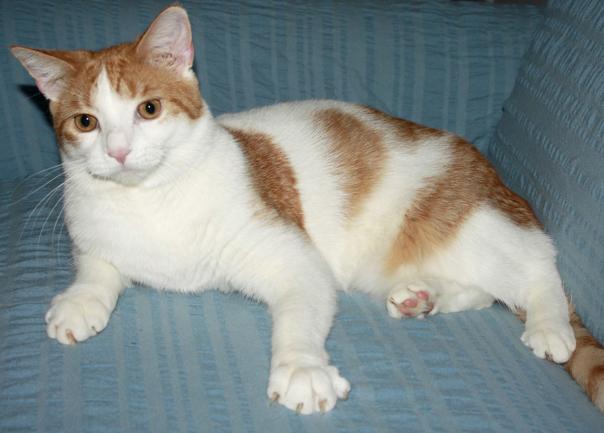 About this Cat: Blinky – a ‘Simpsons’ cat – The Feline Connection