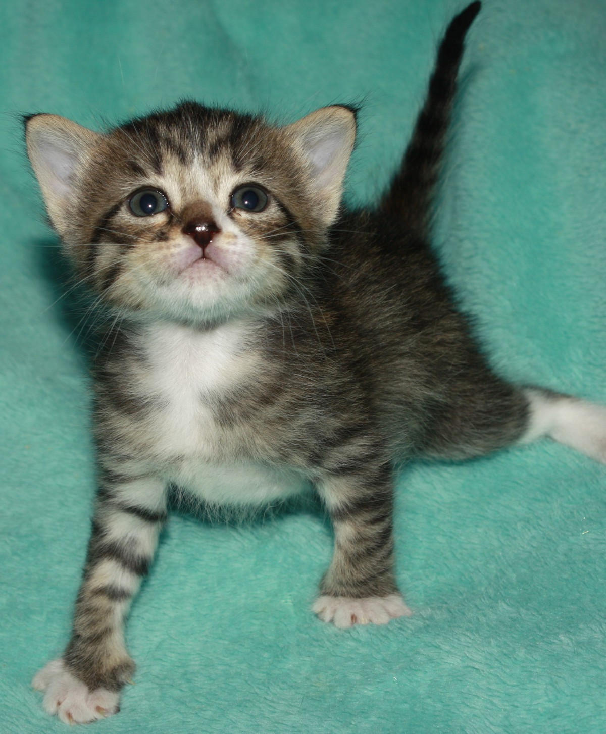 About this Cat: Samara – a ‘Maple’ group cat – The Feline Connection