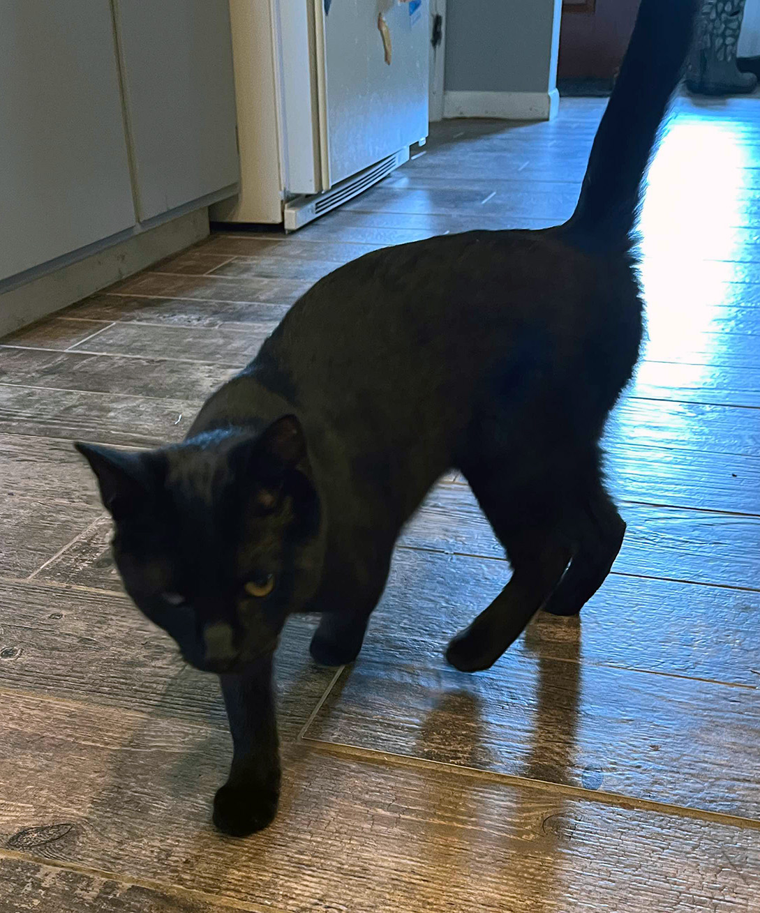 About this Cat: Samuel Whiskers – a Beatrix Potter cat – The Feline ...