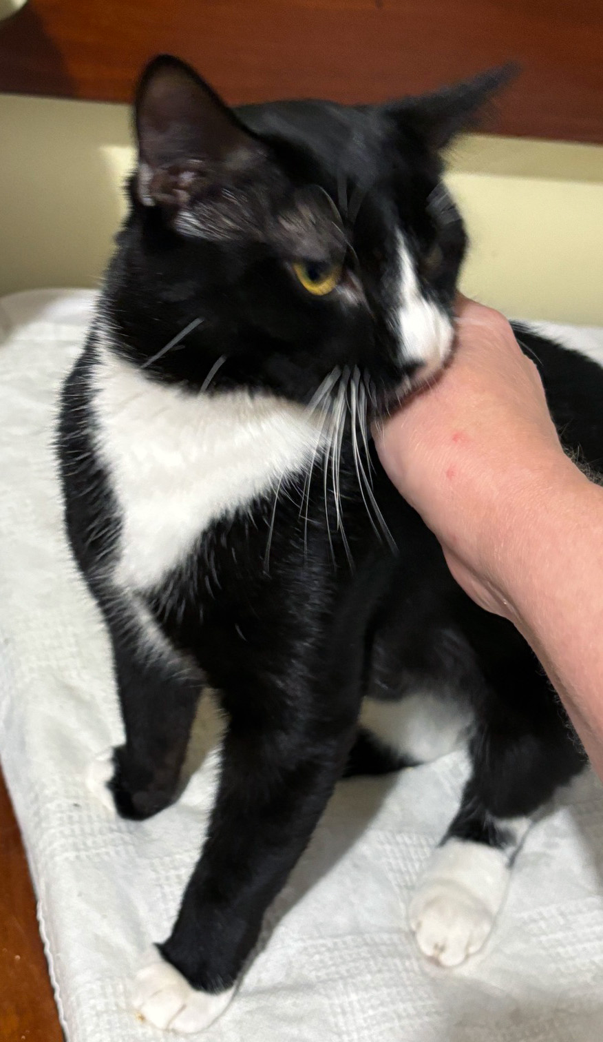 About this Cat: Dock – part of the ‘Hickory, Dickory, Dock’ group – The ...