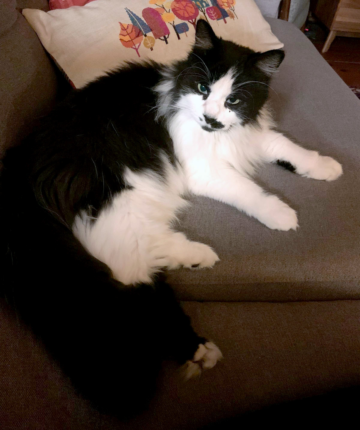 About these Cats: Gary and Ron – The Feline Connection