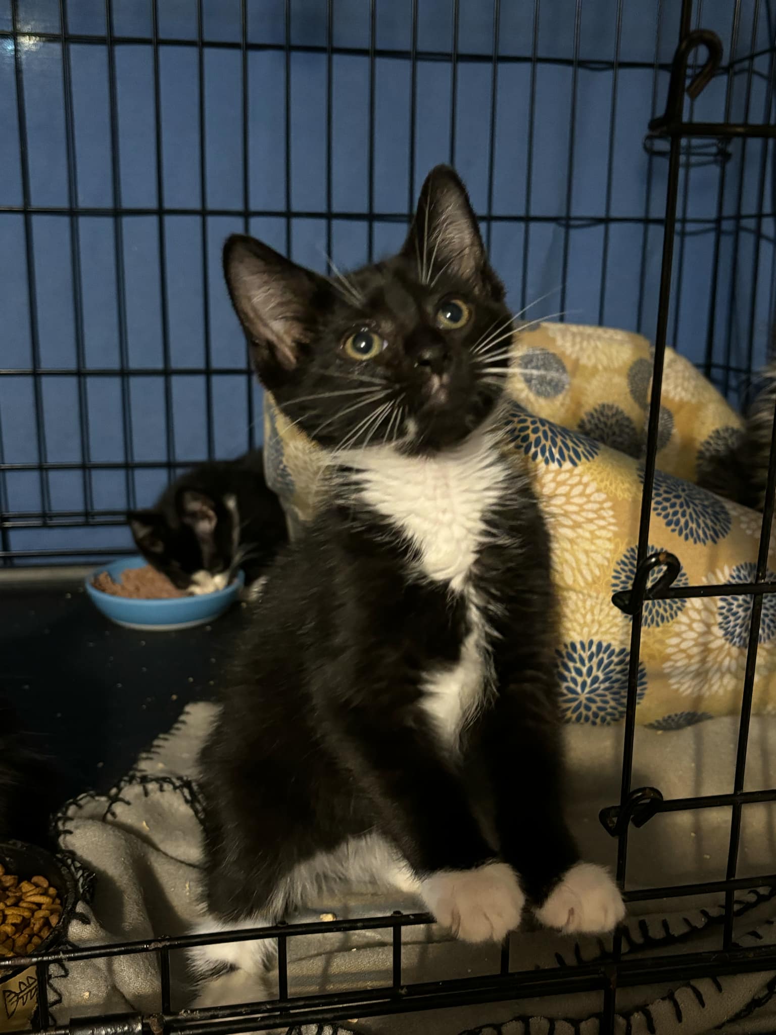About this cat: Spider – from the bug group – The Feline Connection