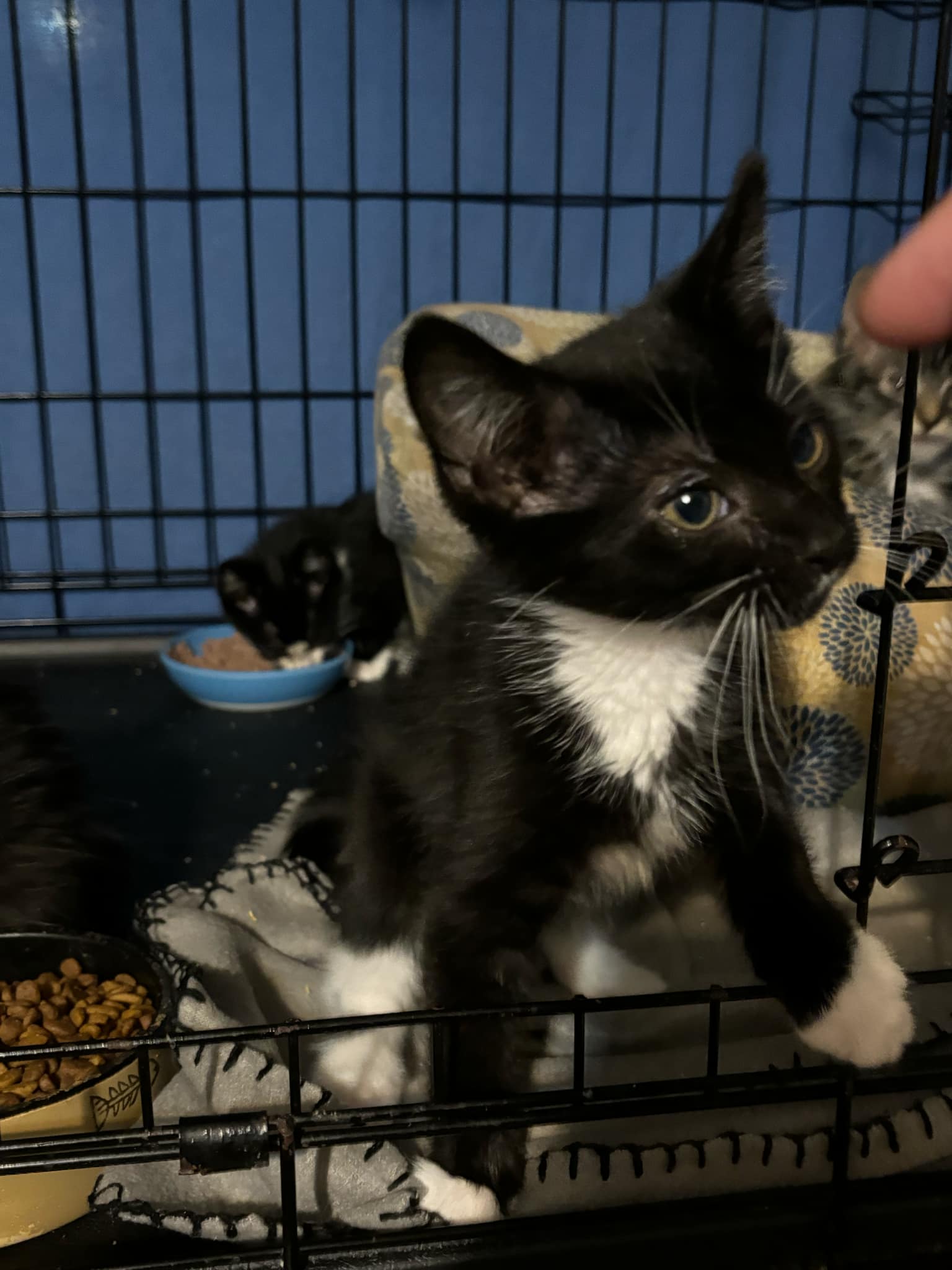 About this cat: Spider – from the bug group – The Feline Connection