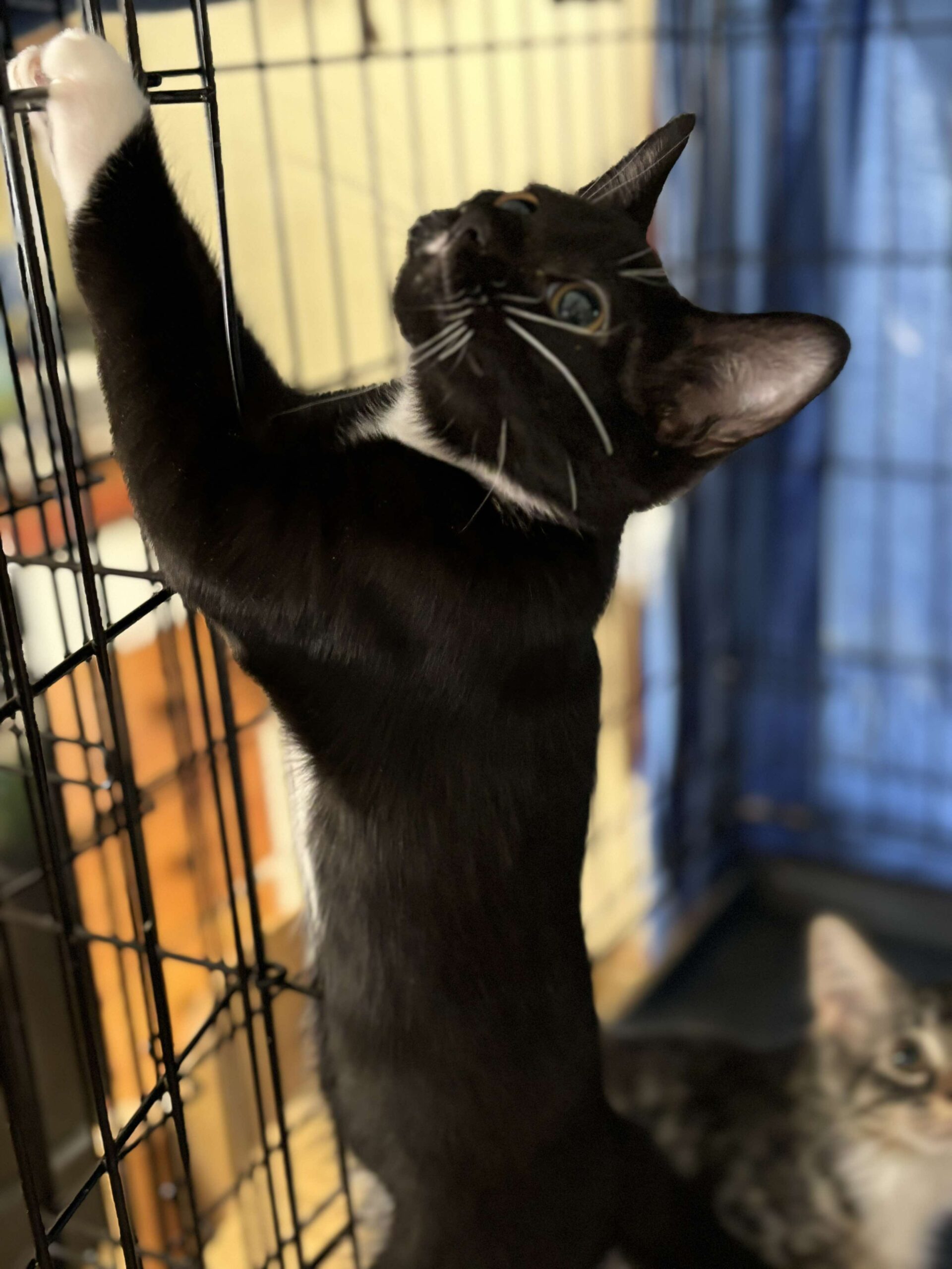 About this cat: Spider – from the bug group – The Feline Connection