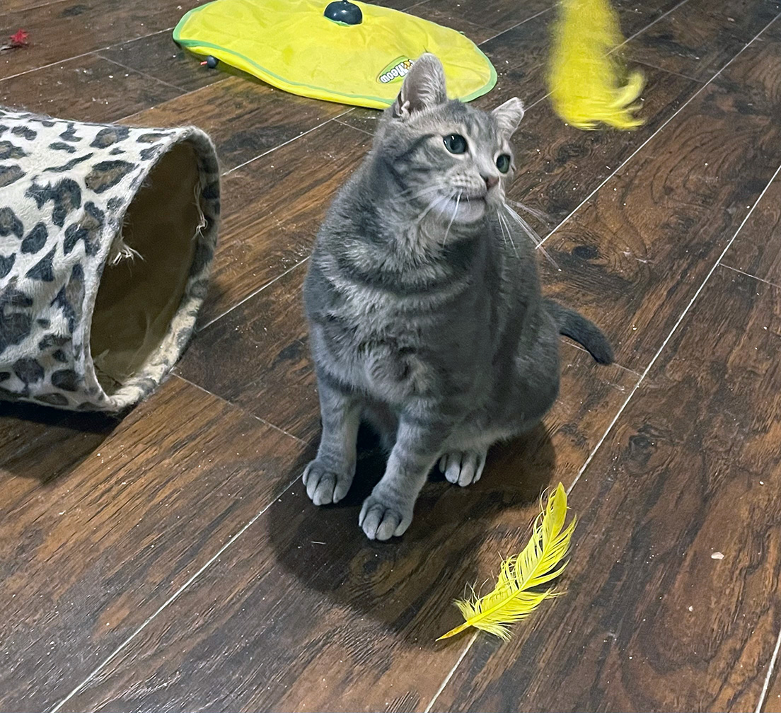 About this Cat: Cedel – a ‘Toothpaste’ cat – The Feline Connection