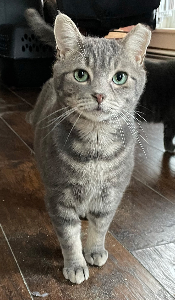 About this Cat: Cedel – a ‘Toothpaste’ cat – The Feline Connection