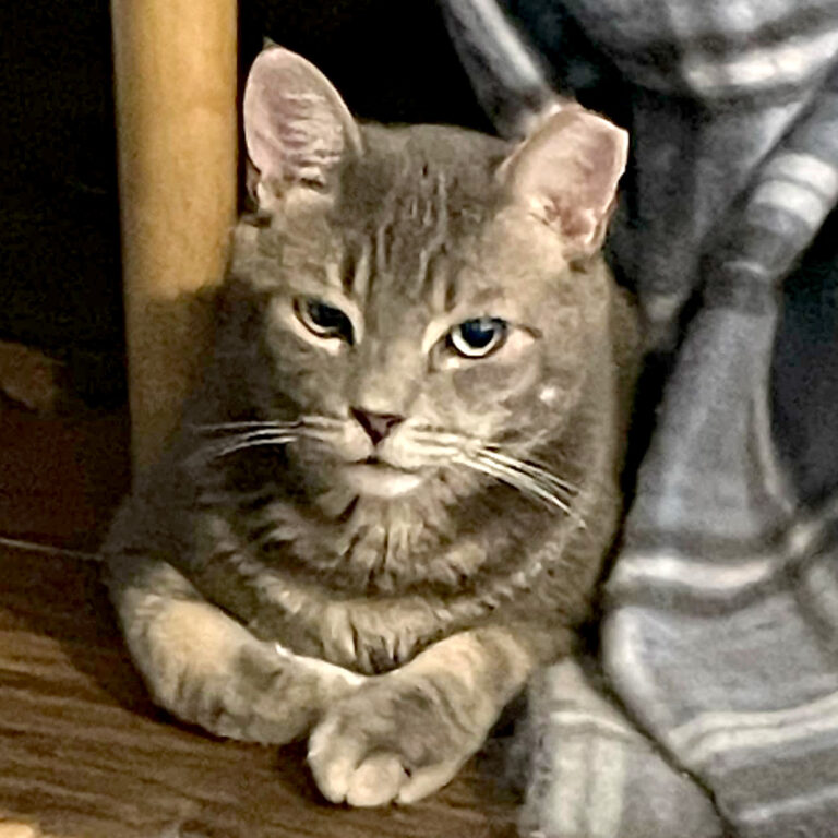 About this Cat: Cedel – a ‘Toothpaste’ cat – The Feline Connection