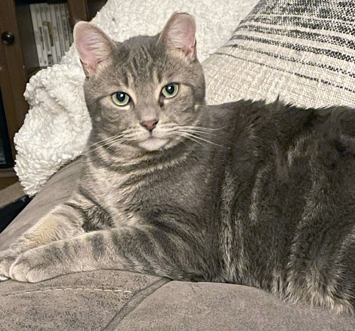 About this Cat: Cedel – a ‘Toothpaste’ cat – The Feline Connection