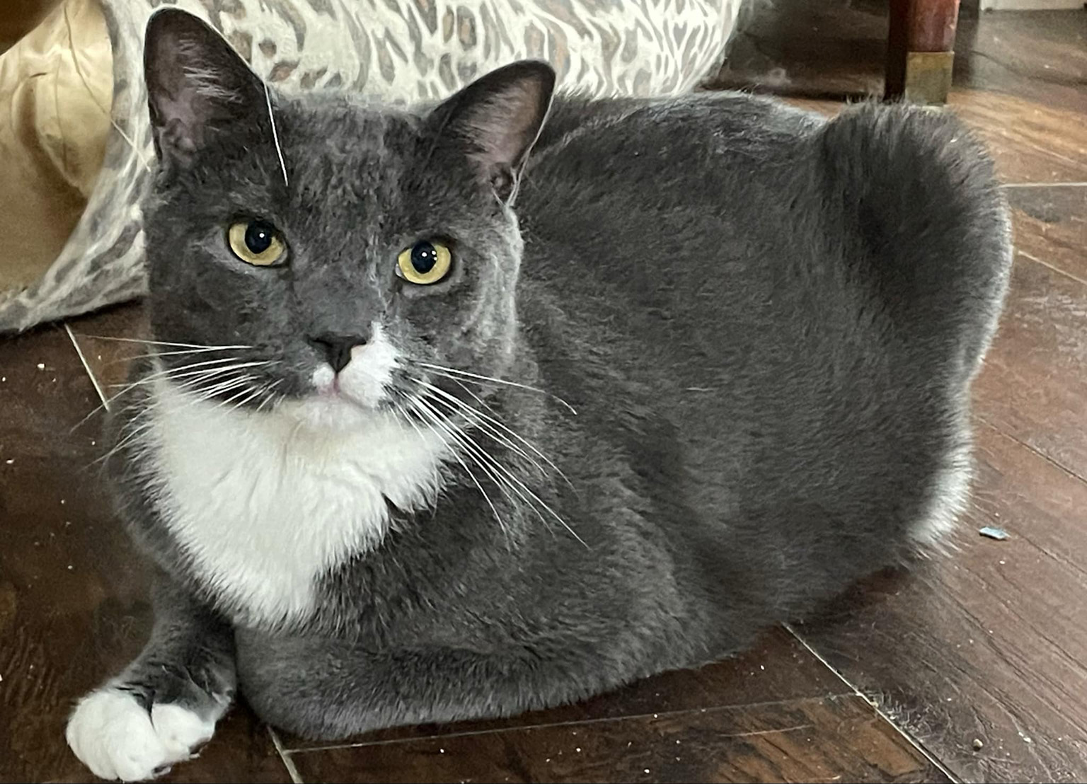 About this Cat: Dabur (a.k.a Nose) – a ‘Toothpaste’ cat – The Feline ...