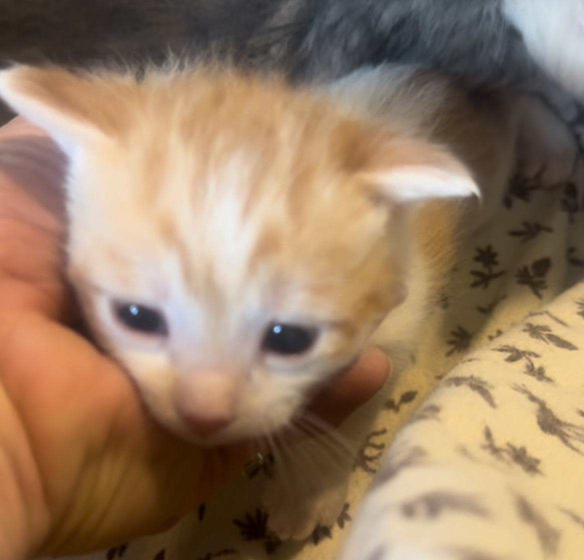 About these Cats: King Lotharon and Vizzini – part of The Princess ...