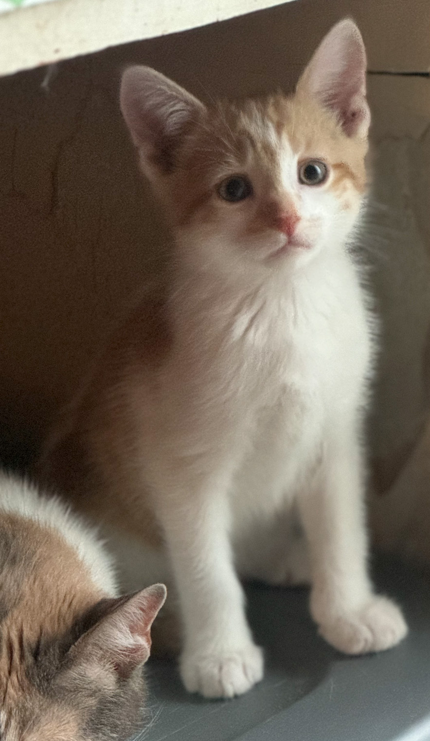 About these Cats: King Lotharon and Vizzini – part of The Princess ...