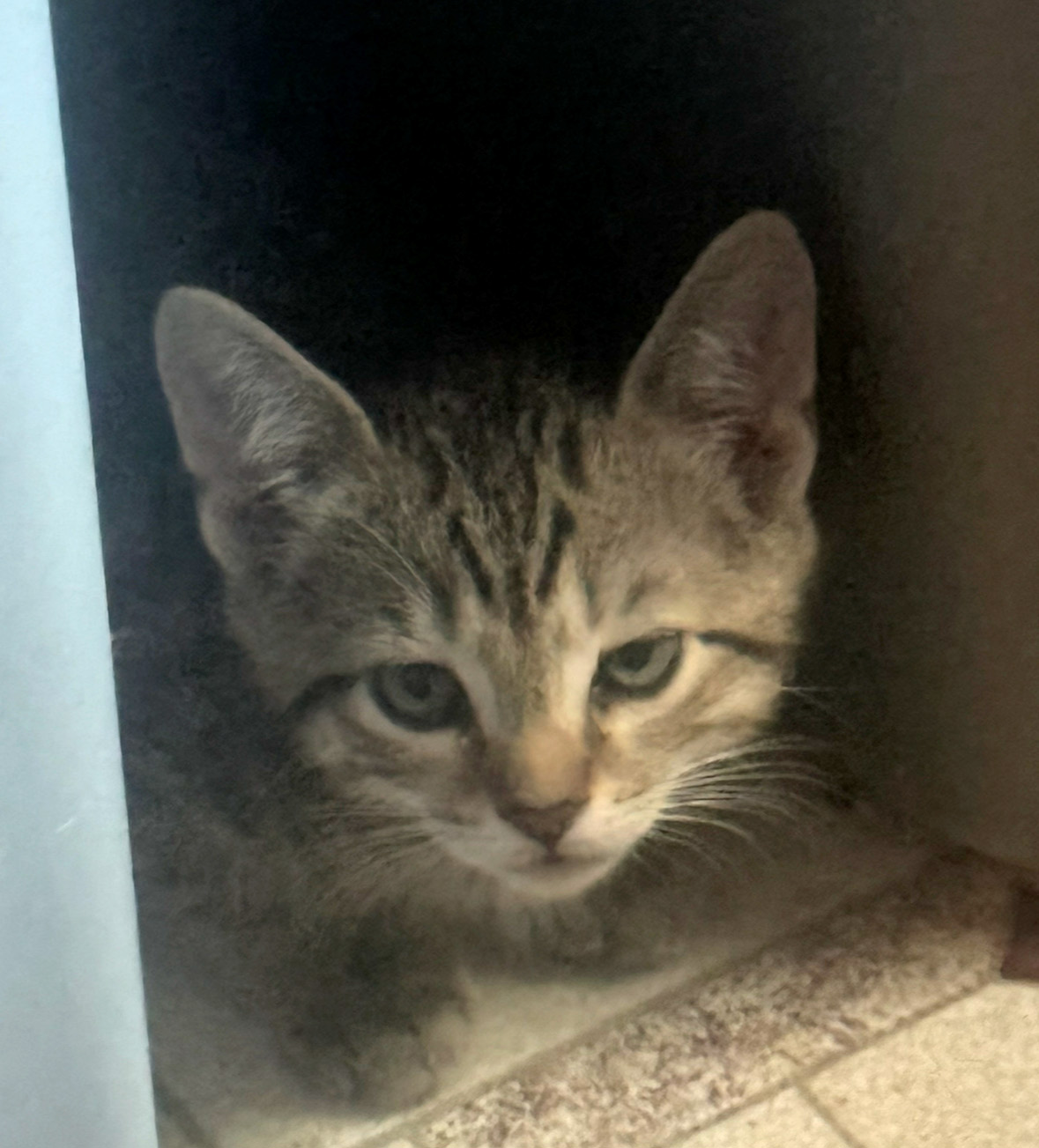 About these Cats: King Lotharon and Vizzini – part of The Princess ...