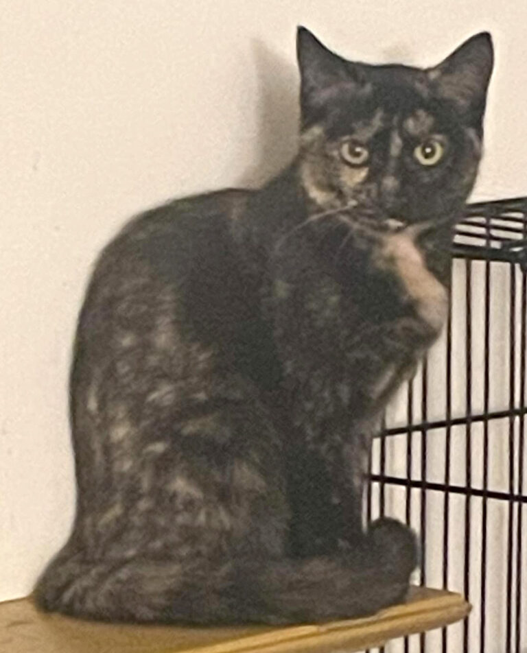 About this Cat: Aurora – a ‘Weather’ cat – The Feline Connection