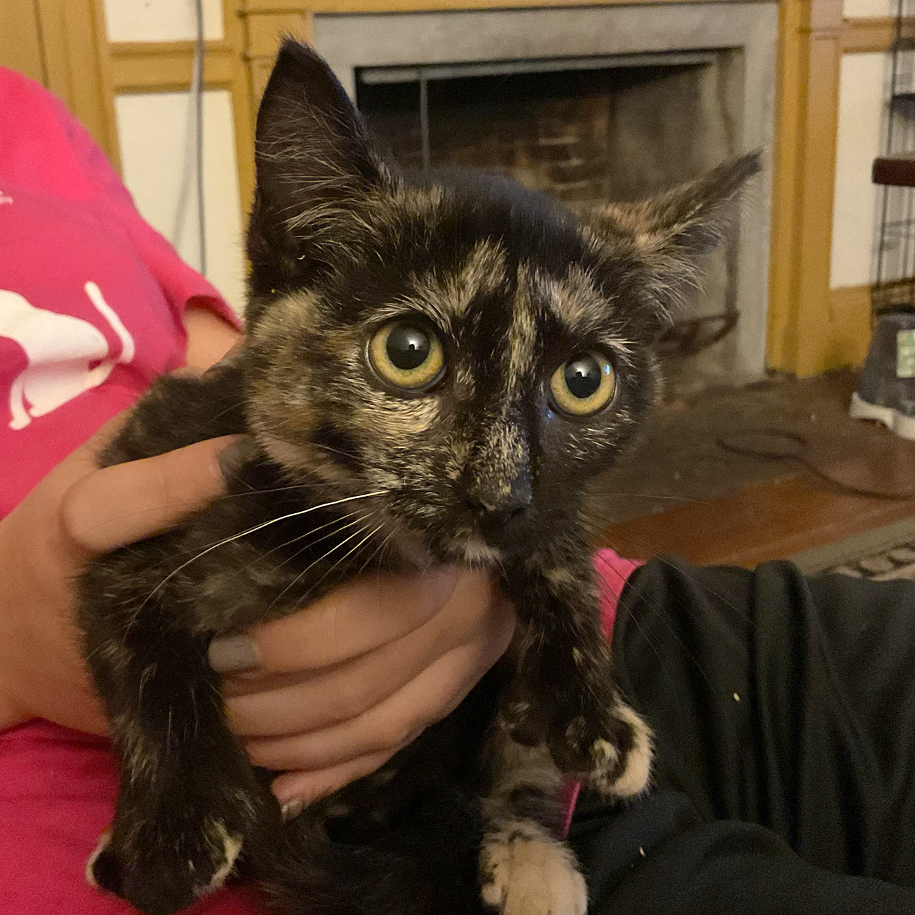 About this Cat: Aurora – a ‘Weather’ cat – The Feline Connection