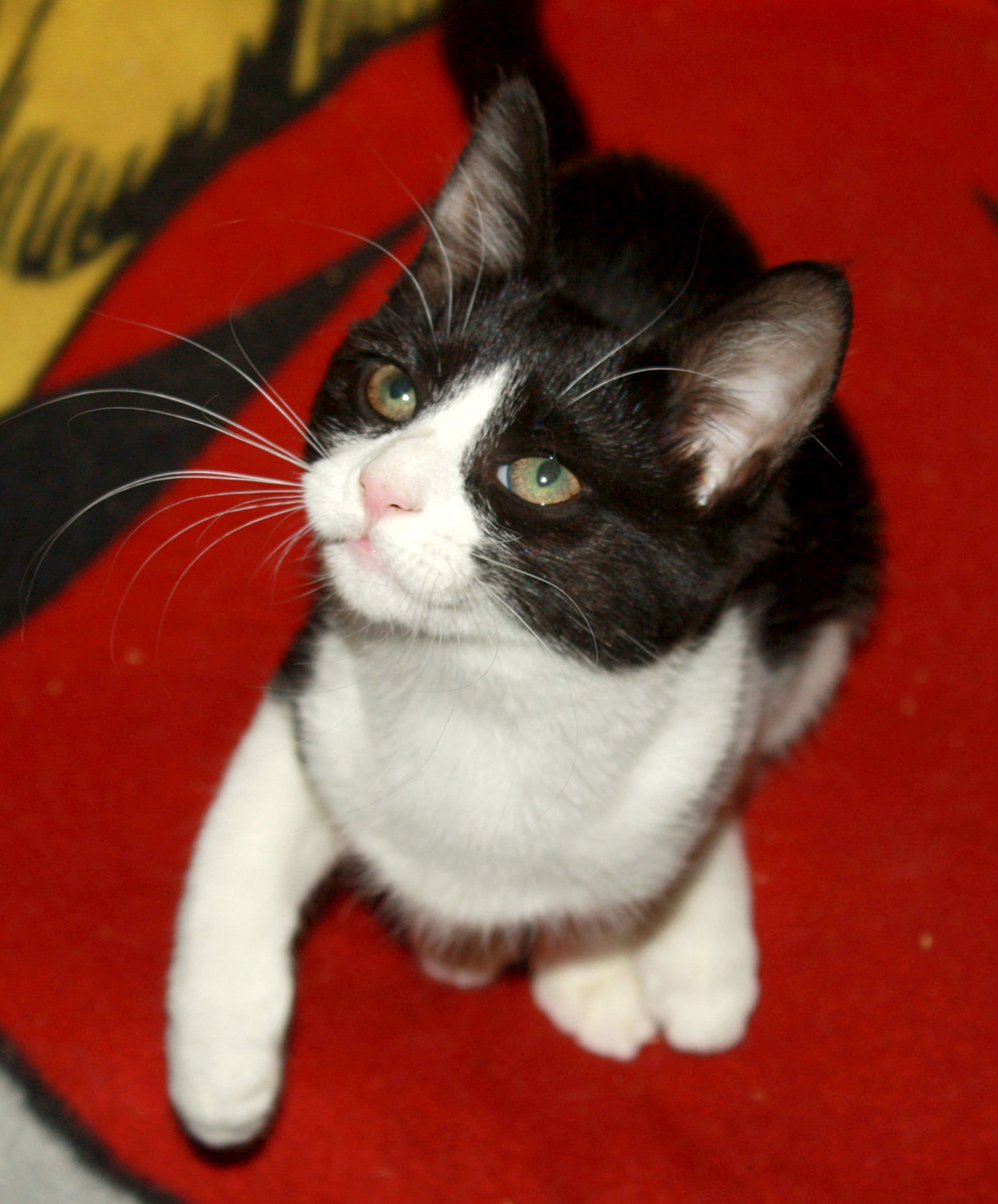 About this Cat: Crackle – a ‘Cereal’ cat – The Feline Connection