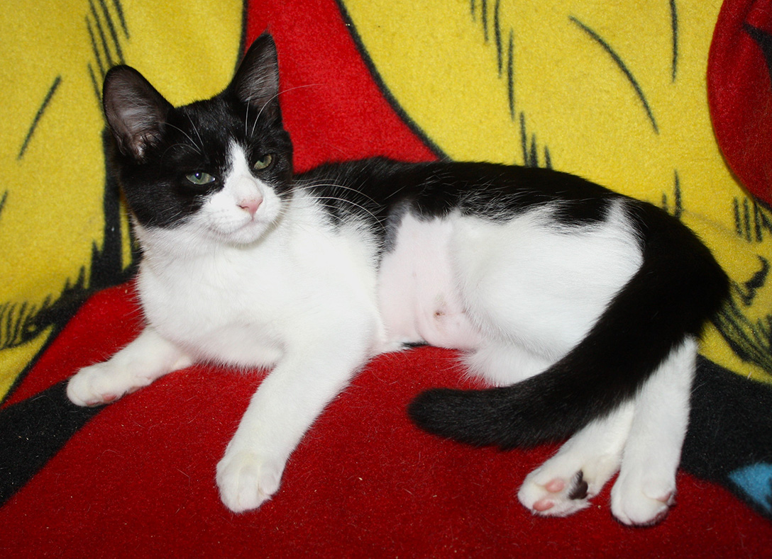 About this Cat: Crackle – a ‘Cereal’ cat – The Feline Connection