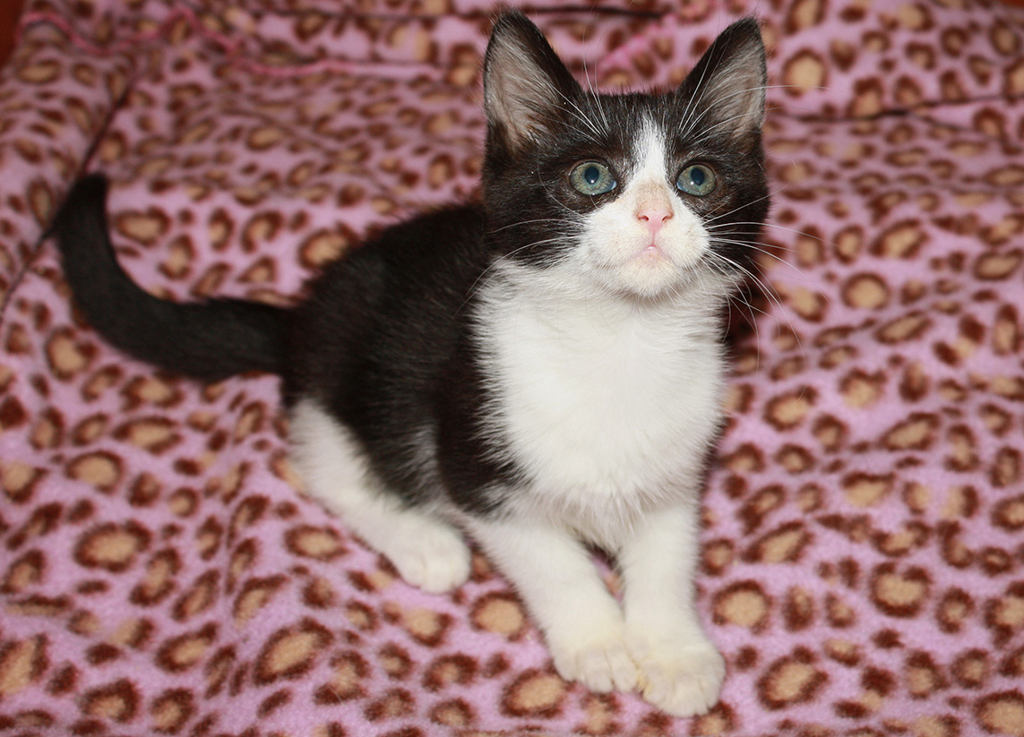 About this Cat: Crackle – a ‘Cereal’ cat – The Feline Connection