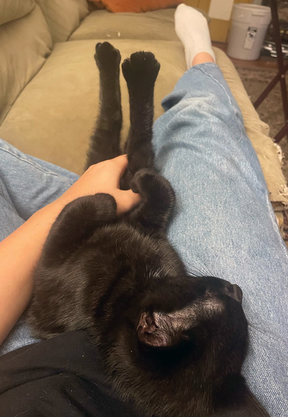 About this Cat: Hot – a ‘Weather’ cat – The Feline Connection