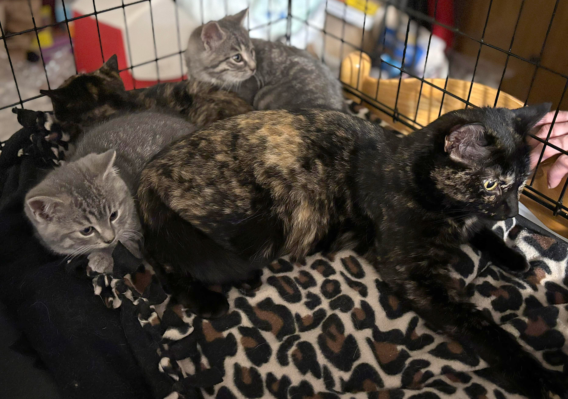 About this Cat: Berry Backlash – a “Convenience Store” kitten – ADOPTED ...