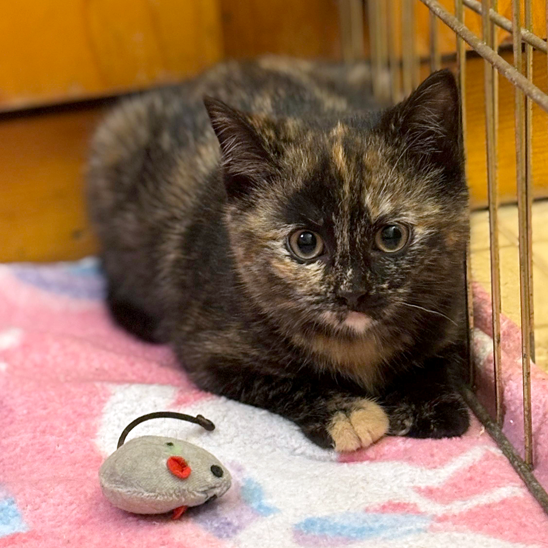 About this Cat: Berry Backlash – a “Convenience Store” kitten – ADOPTED ...