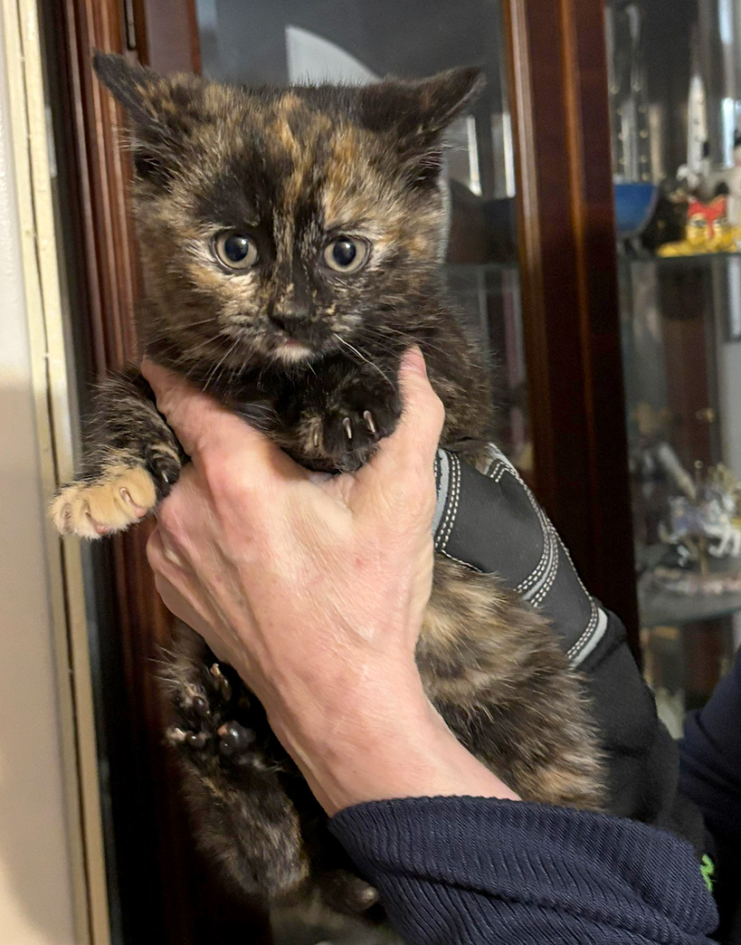 About this Cat: Berry Backlash – a “Convenience Store” kitten – ADOPTED ...