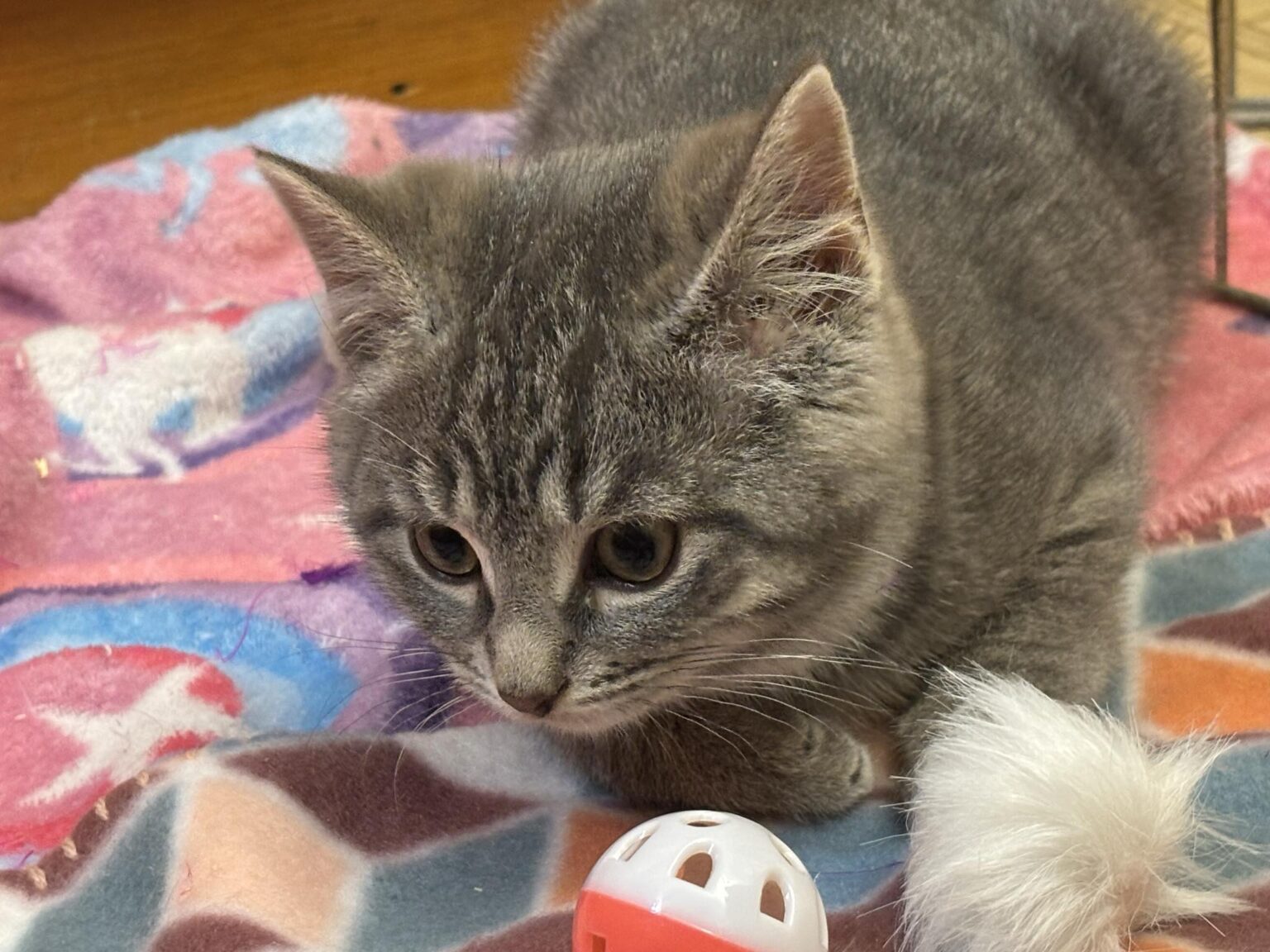 About this Cat: Cumby – a “Convenience Store” kitten — As seen on PUPPY ...