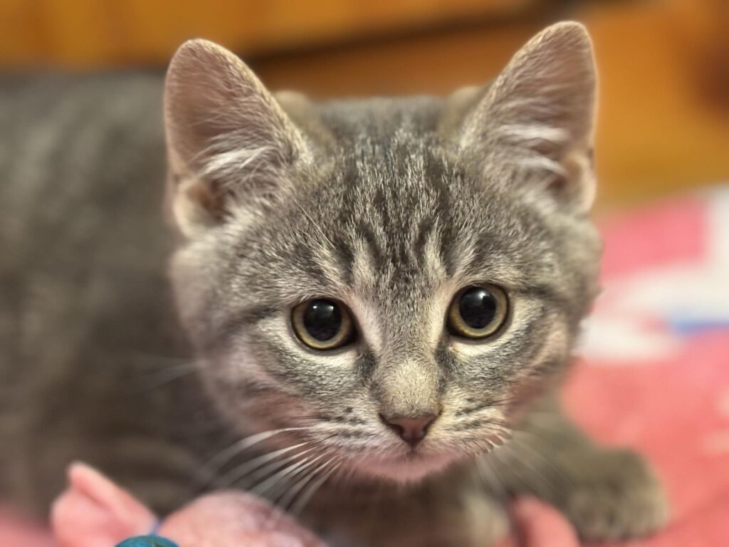 About this Cat: Cumby – a “Convenience Store” kitten — As seen on PUPPY ...