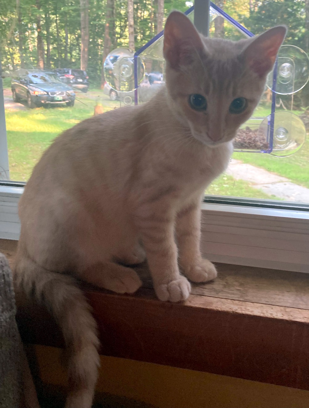 About this Cat: Ali Baba – a Carnival Rides cat – The Feline Connection