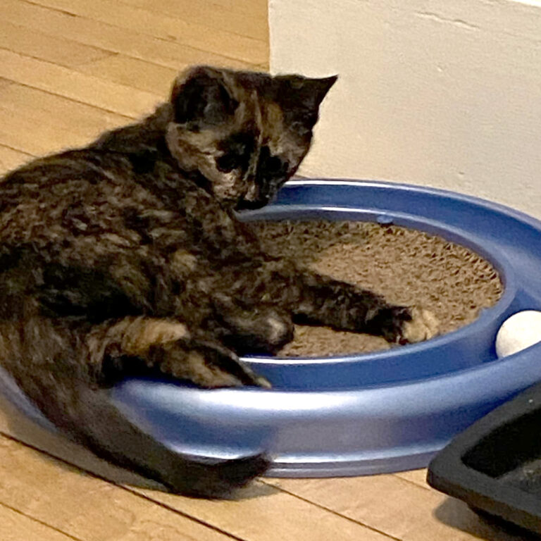 About this Cat: Berry Backlash – a “Convenience Store” kitten – ADOPTED ...