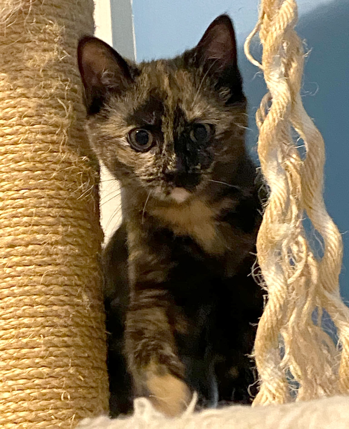 About this Cat: Berry Backlash – a “Convenience Store” kitten – ADOPTED ...