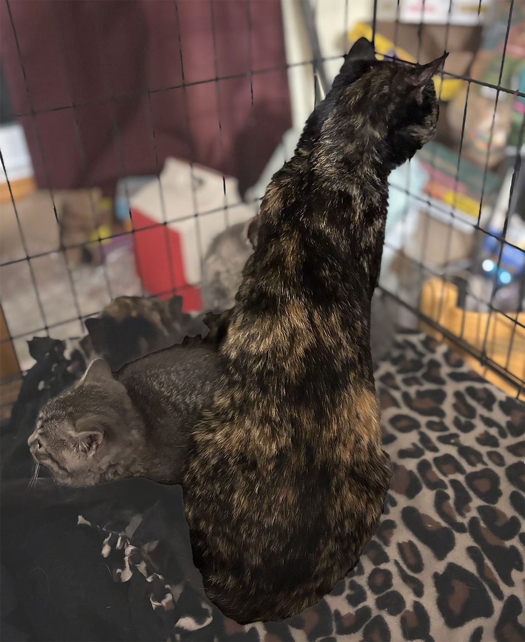 About this Cat: Frazzle – the “Convenience Store” mom cat – The Feline ...