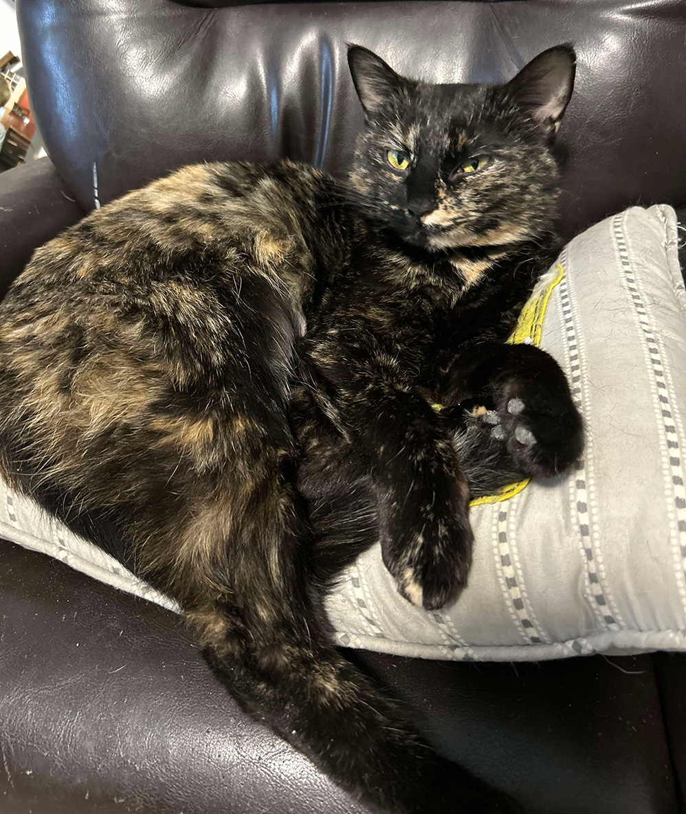 About this Cat: Frazzle – the “Convenience Store” mom cat – The Feline ...
