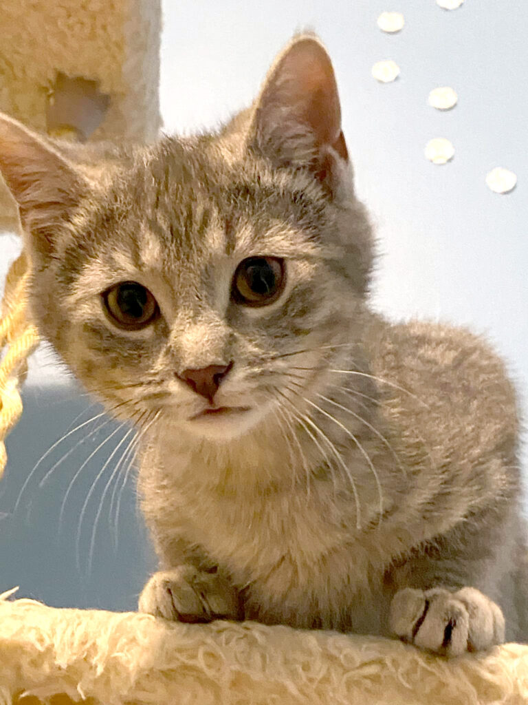 About this Cat: Hyperfreeze – a “Convenience Store” kitten – The Feline ...